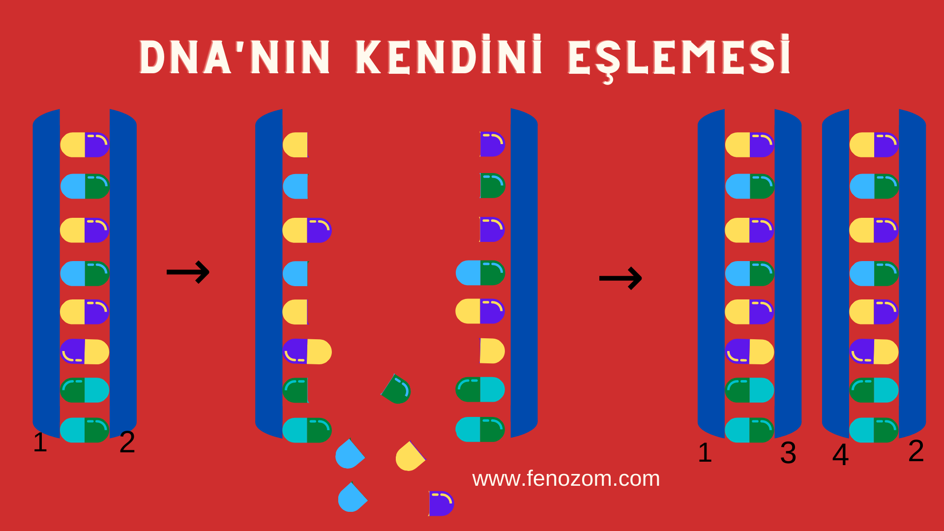 8.Sınıf 2.Ünite DNA ve Genetik Kod Fen Posterleri - FENOZOM